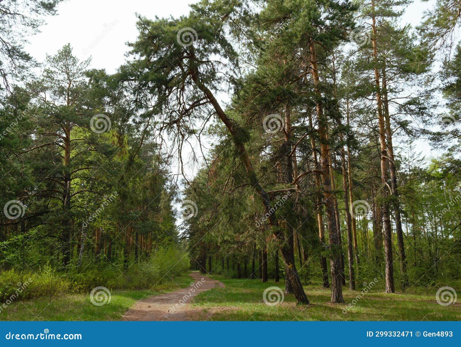 The Forest Trail Passes Under a Sloping Pine Tree in a Picturesque ...