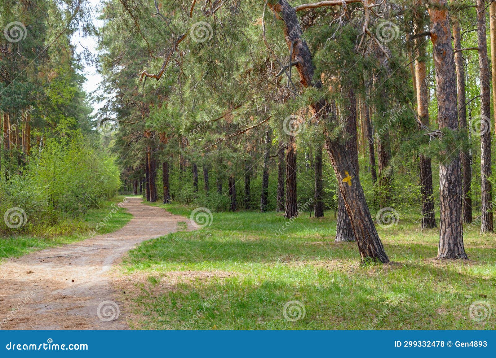 The Forest Trail Passes Under a Sloping Pine Tree in a Picturesque ...