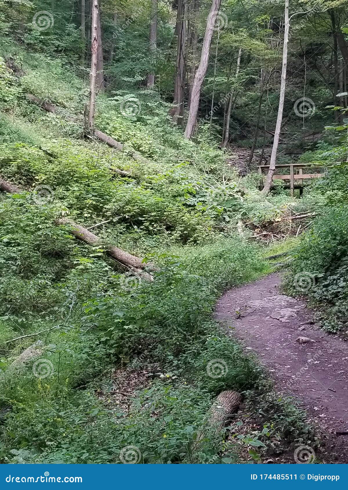 Path Deep Into Dried Out Forest Stock Image | CartoonDealer.com #109701265