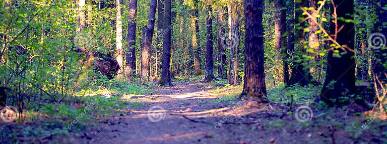 Forest Trail. the Path through the Spring Forest Stock Image - Image of ...