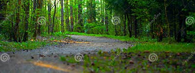 Forest Trail. the Path through the Spring Forest Stock Image - Image of ...