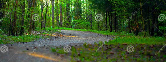Forest Trail. the Path through the Spring Forest Stock Image - Image of ...