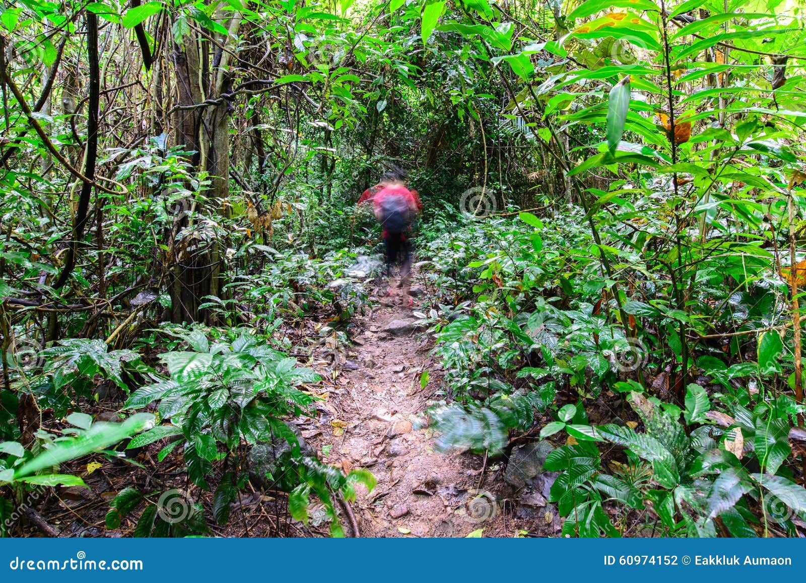 Forest Trail Pathway for Running in National Park Stock Photo - Image ...