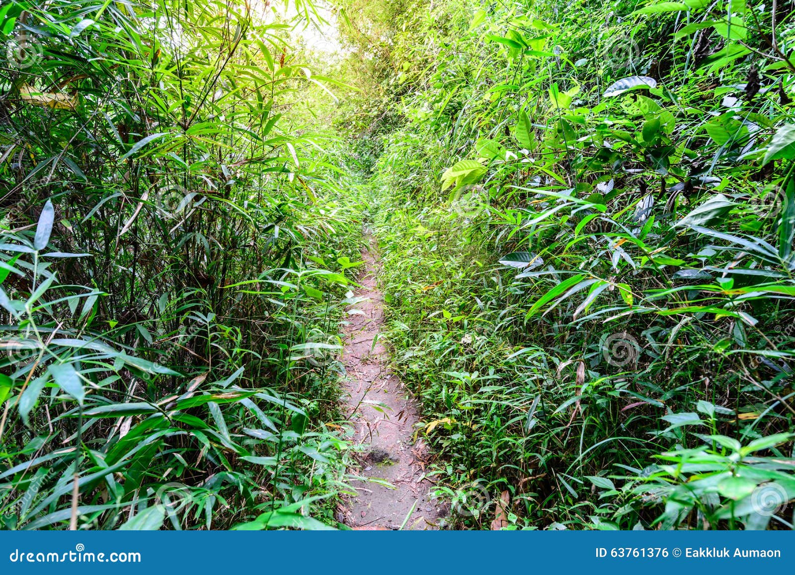 Pathway Running Through The Greenhouses Of Stellenbosch University ...