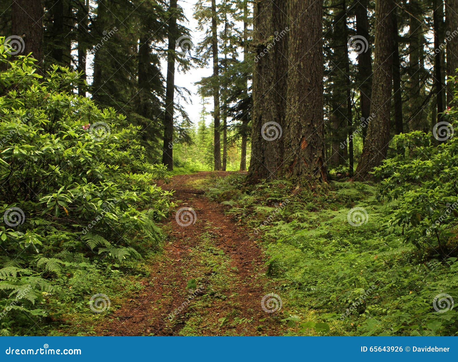 Forest Trail stock photo. Image of shrubs, cover, conifers - 65643926