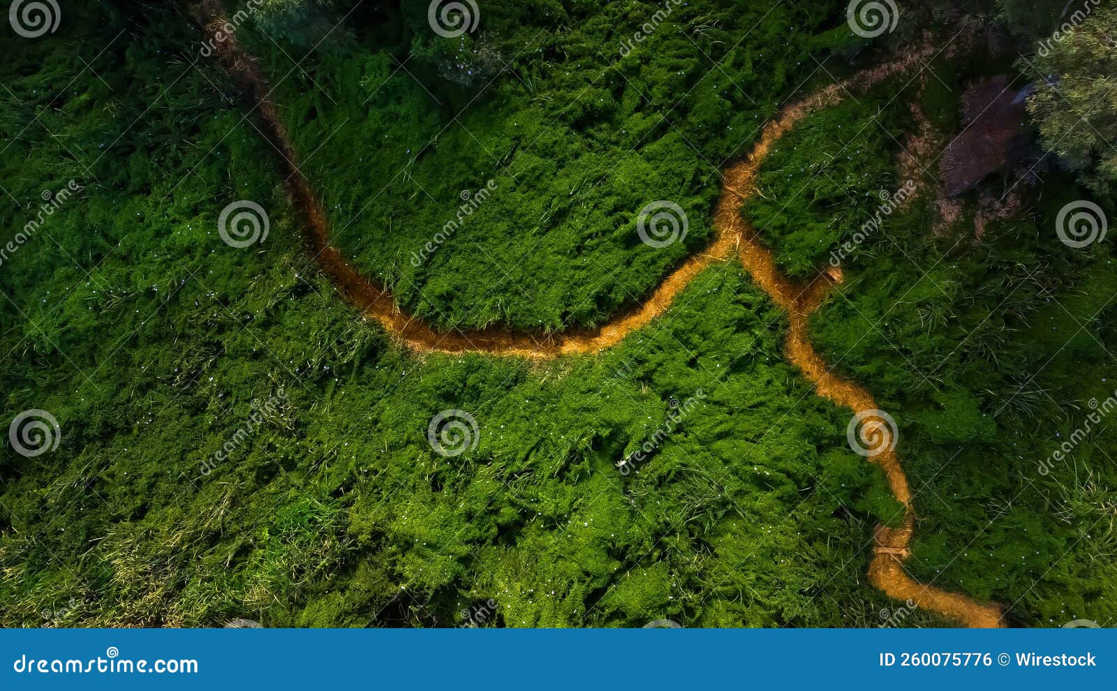 Forest Trail in Perth Western Australia, Aerial Stock Photo - Image of ...