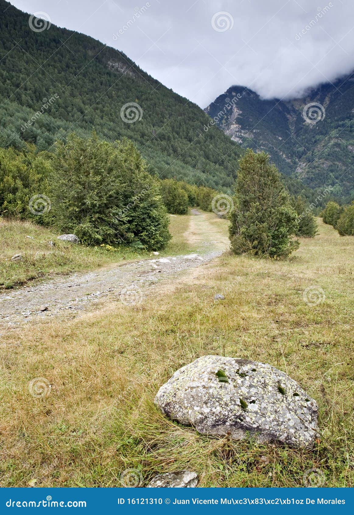 Forest Trail with a Rock stock photo. Image of trail - 16121310