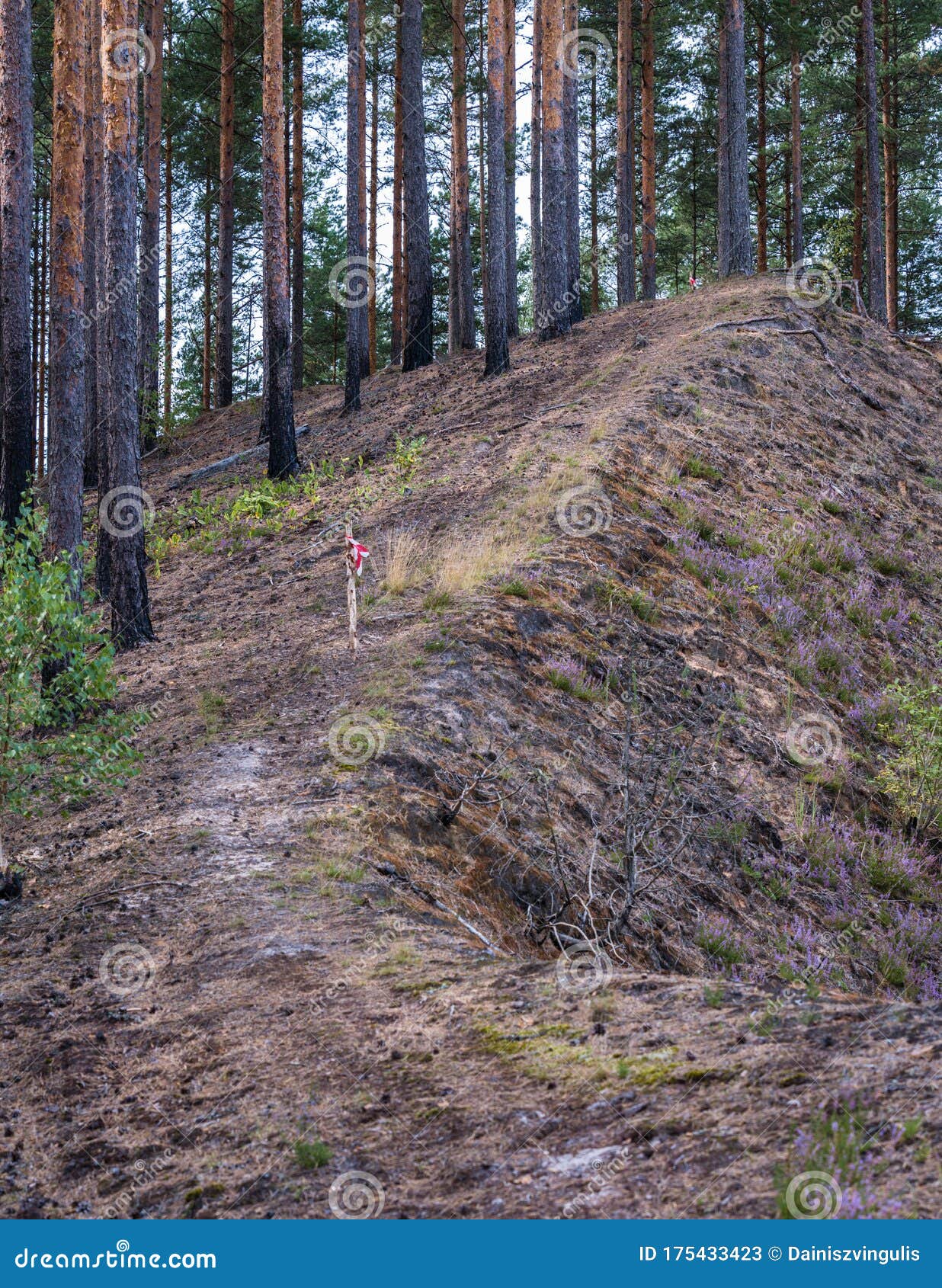 Forest trail on sandy hill stock image. Image of sandy - 175433423
