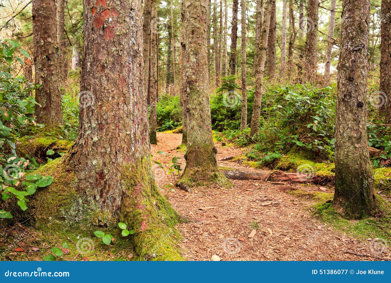Forest trail stock image. Image of pathway, trees, nature - 51386077