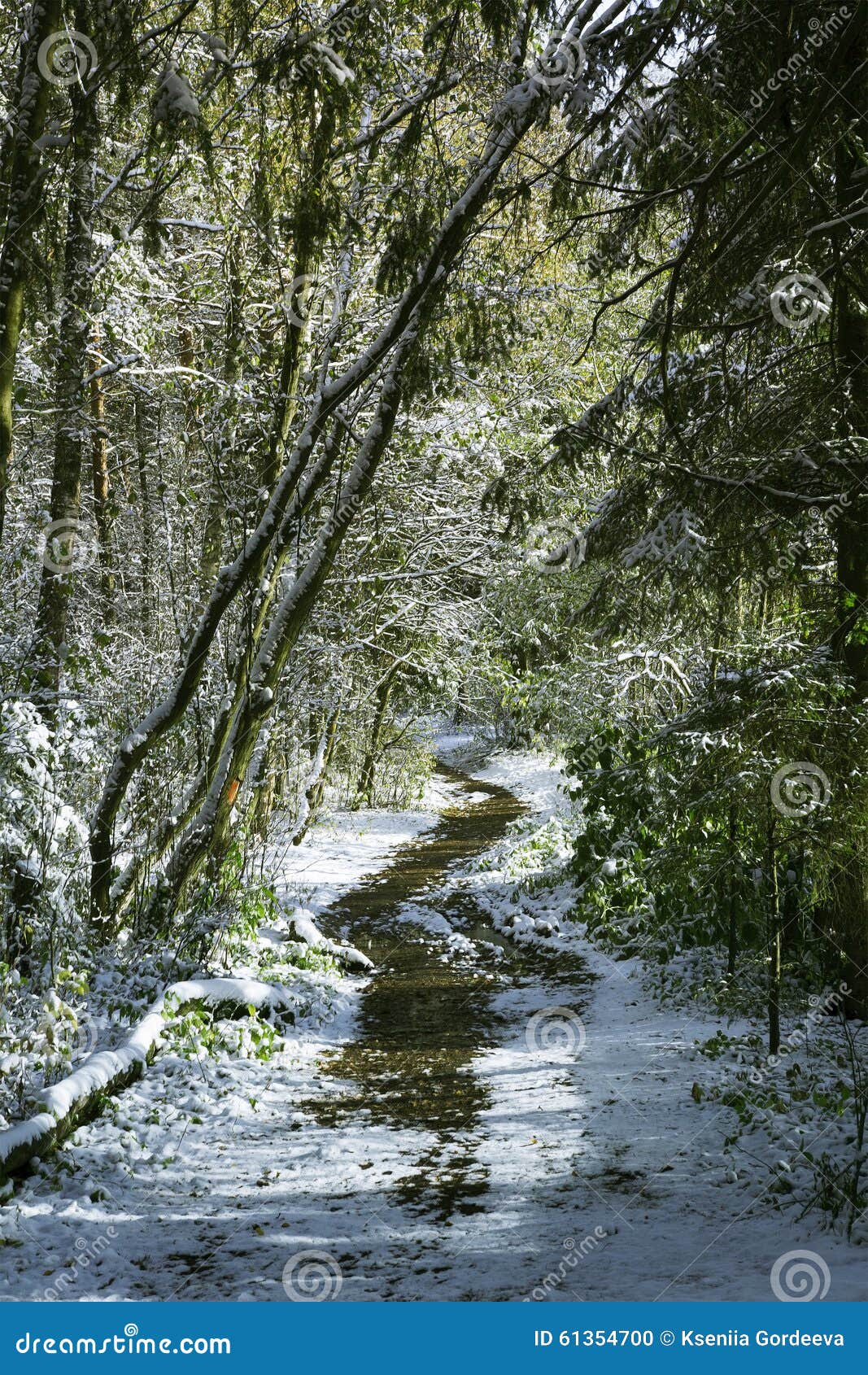 Forest Trail in a Snowy Forest Stock Photo - Image of green, wood: 61354700