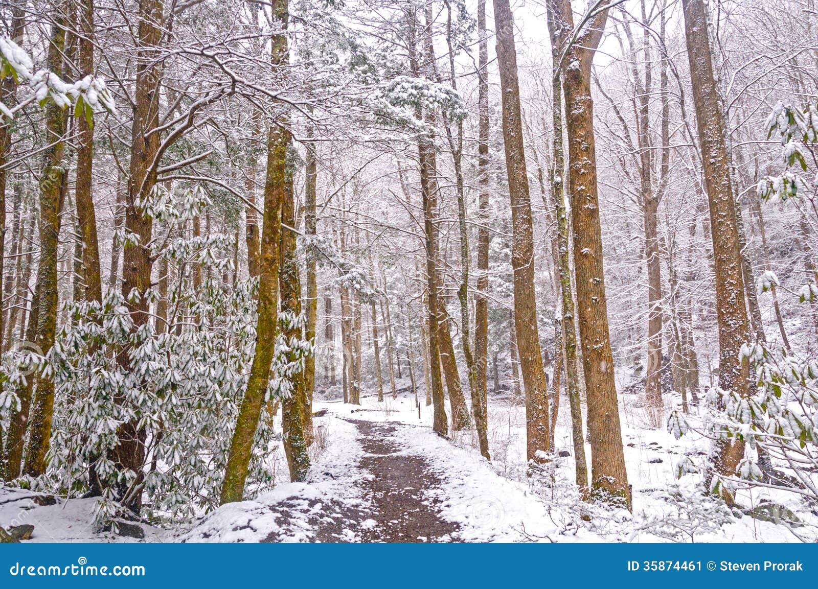 Forest Trail during a Spring Snow Stock Image - Image of rhododendron ...