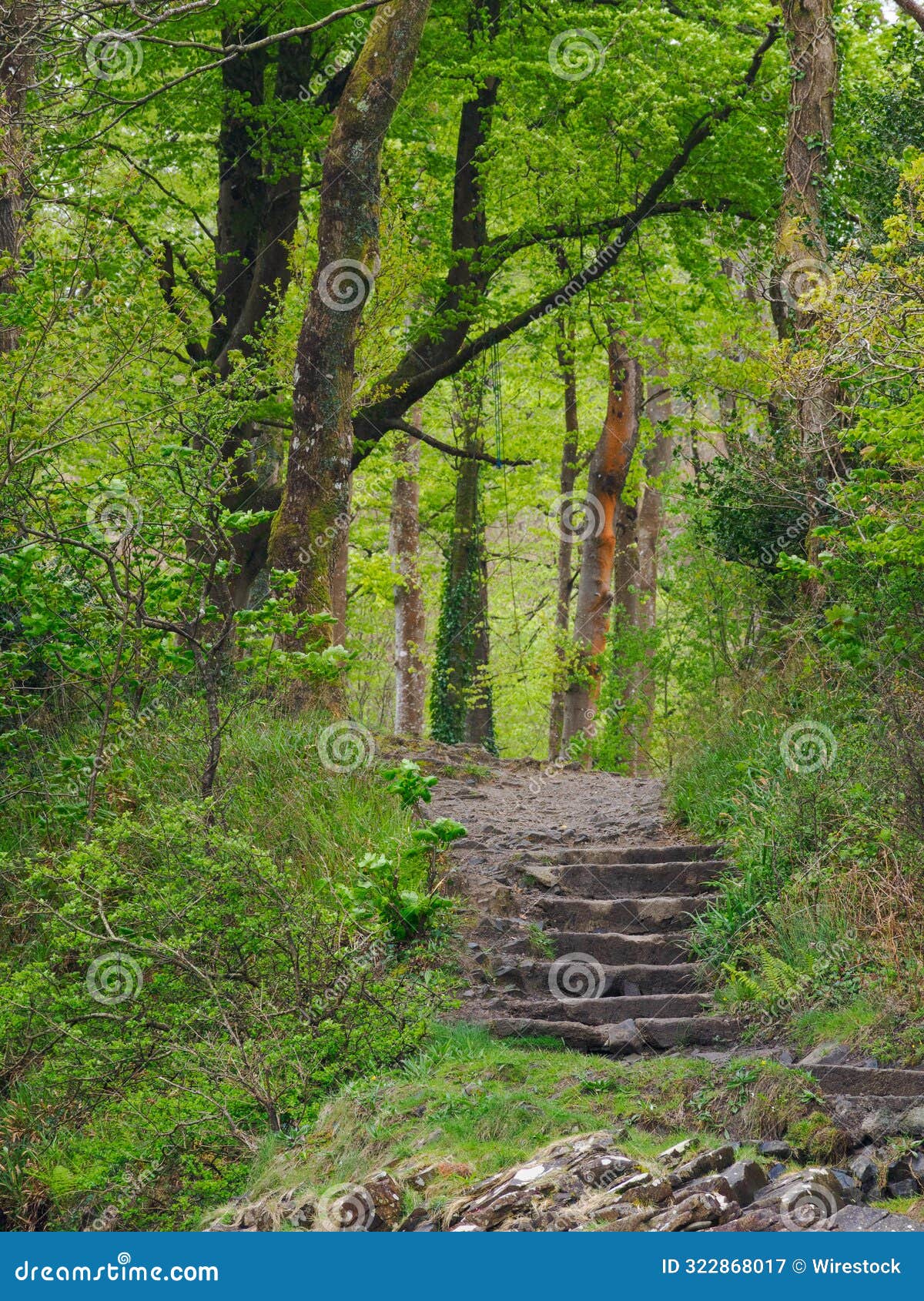 Forest Trail with Steps and Trees Stock Image - Image of footpath ...