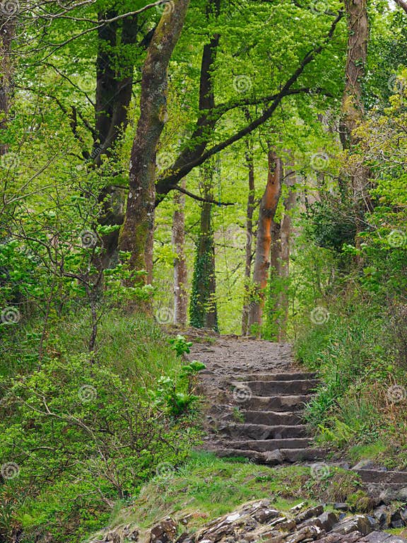 Forest Trail with Steps and Trees Stock Image - Image of footpath ...