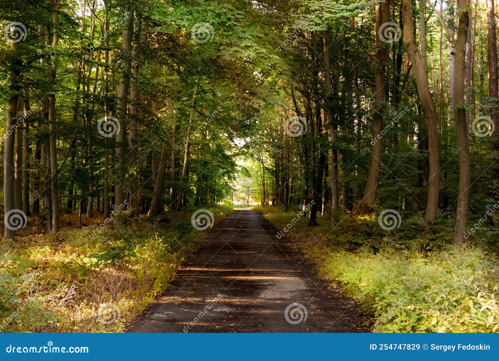 Forest trail in summer day stock image. Image of idyllic - 254747829