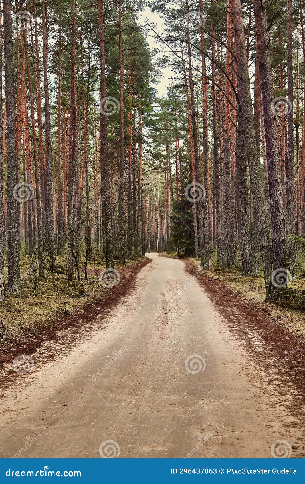 Forest walking route stock image. Image of path, outdoor - 296437863