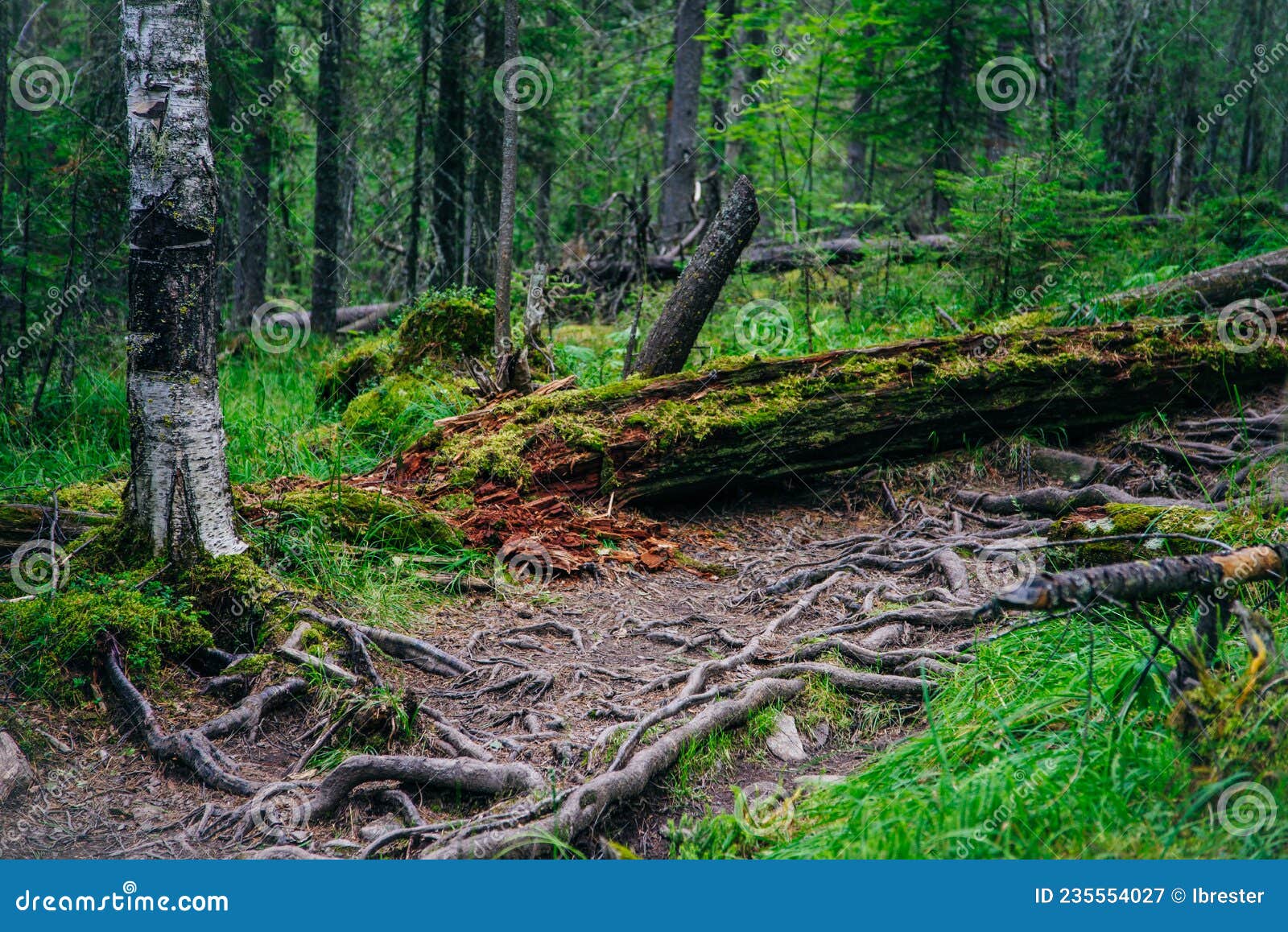 Forest Trail with Tree Roots. Hiking in Coniferous Forest Stock Image ...