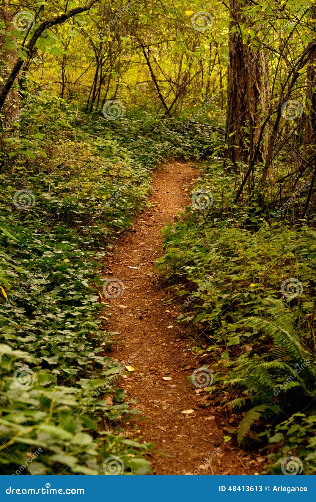 Forest Trail stock image. Image of outdoors, flora, trees - 48413613