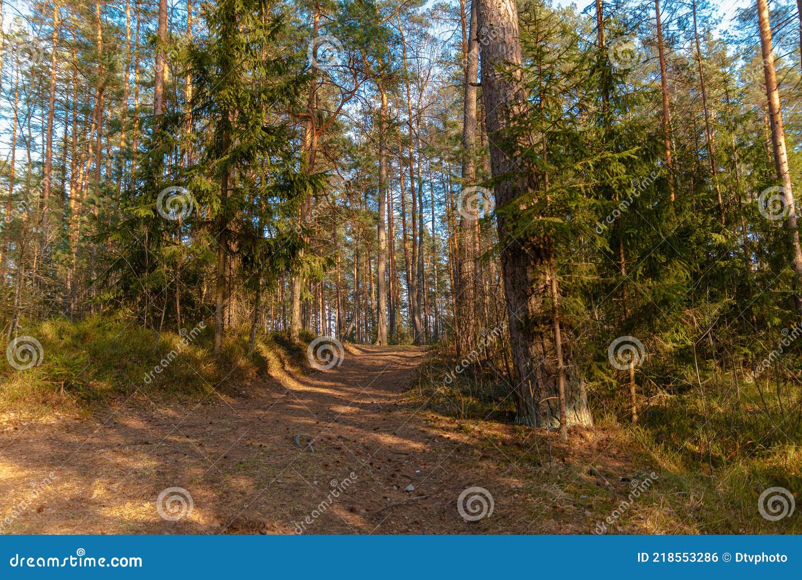 Forest Trails of the Belarusian Forest Stock Photo - Image of pine ...