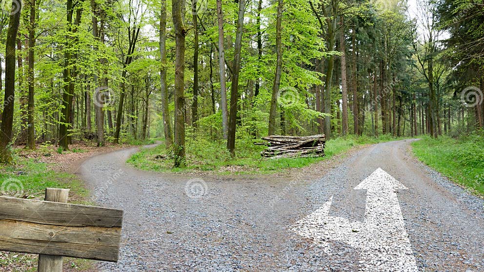 Forest Trails - Paths of Decision Stock Image - Image of beginning ...
