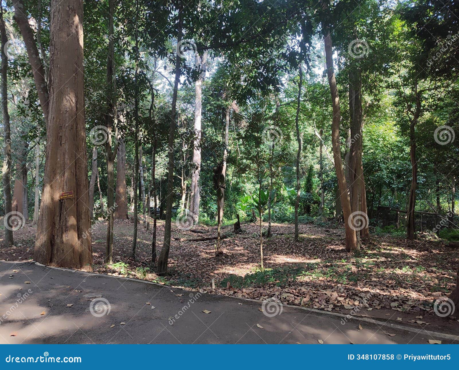 Forest Travel Thailand Chill Sleep Stock Photo - Image of chill ...