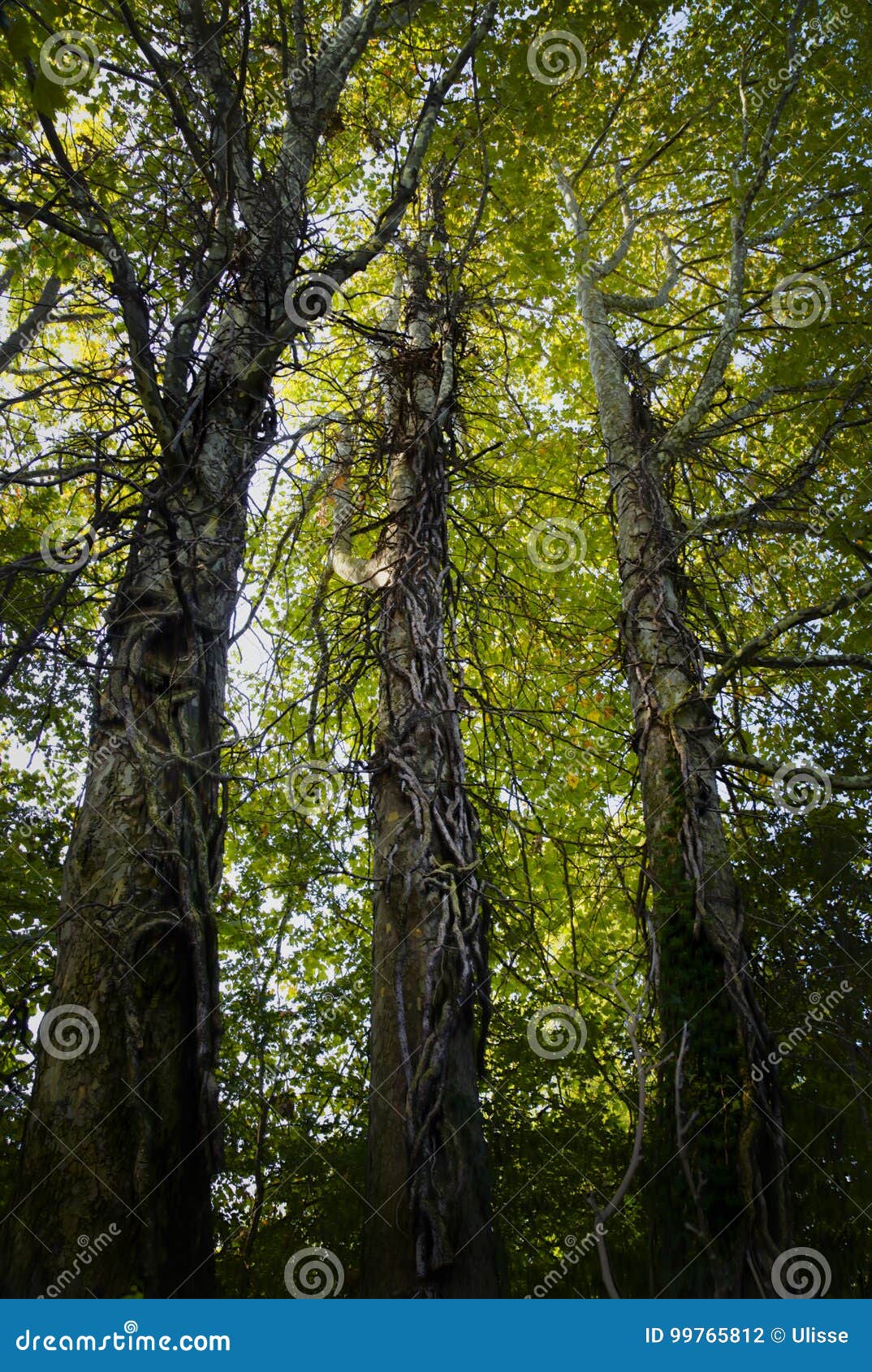 Forest Tree foto de archivo. Imagen de ambiente, cubo - 99765812