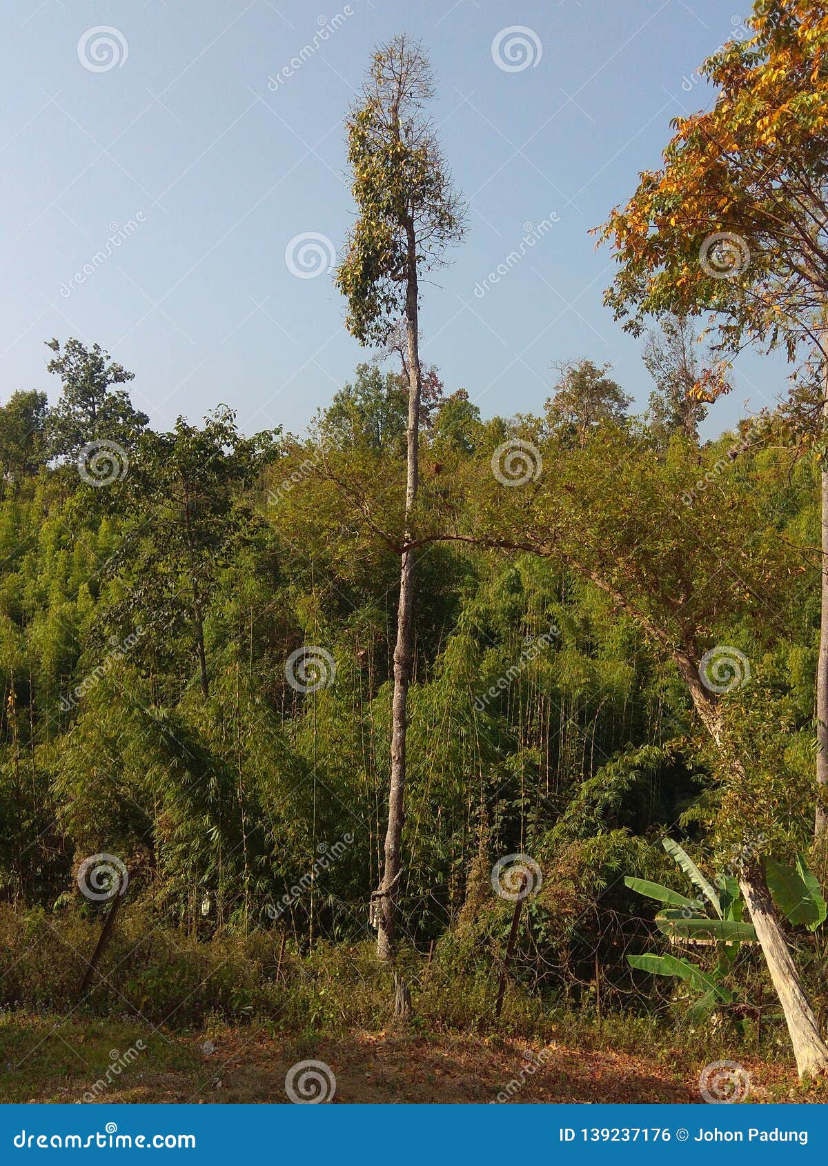 Along stading tree stock photo. Image of forest, stading - 139237176