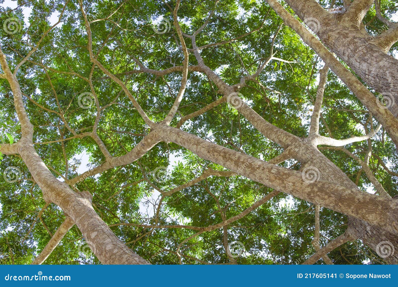 Forest and Tree Backgrounds Stock Image - Image of branch, woods: 217605141