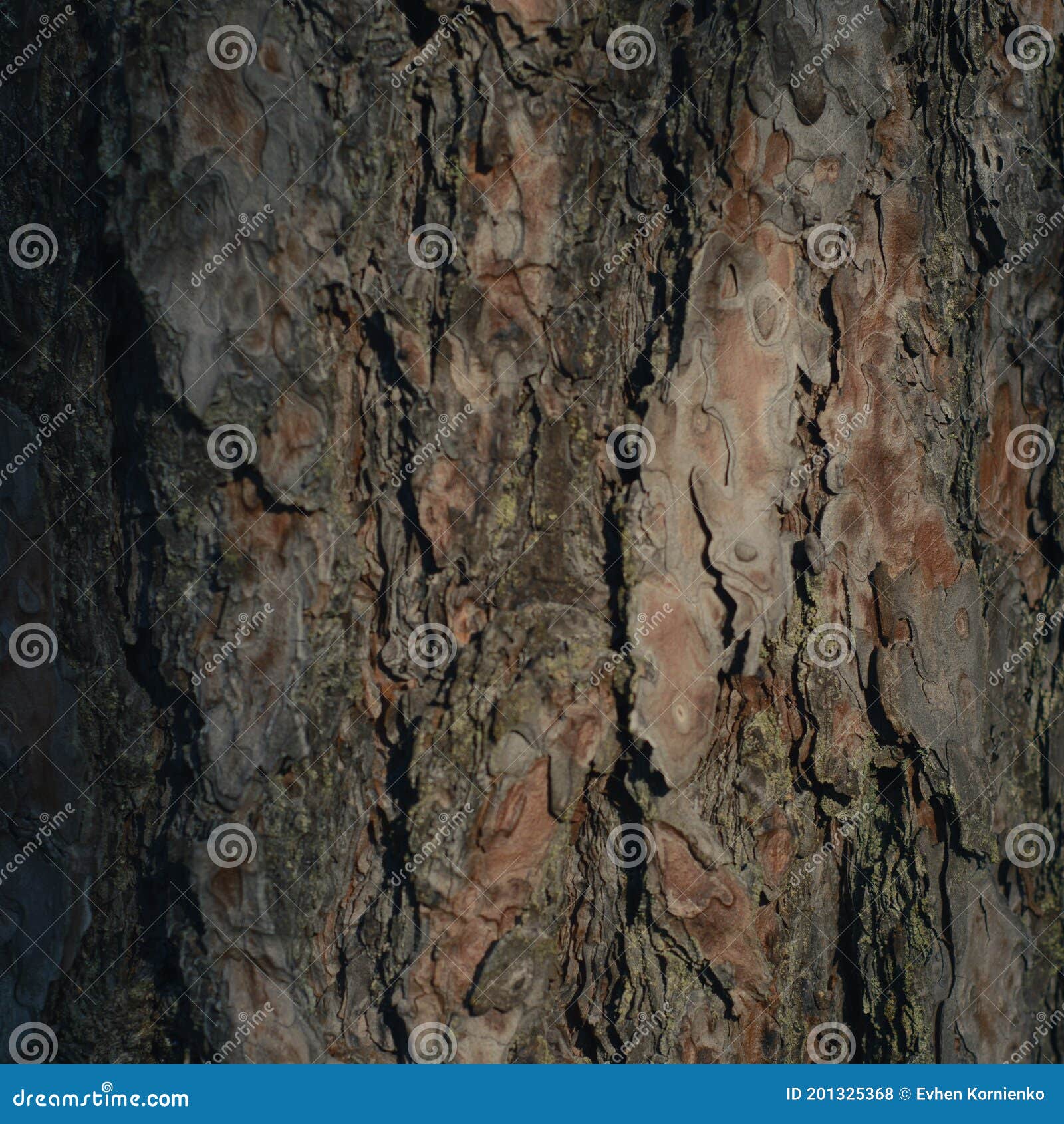 Forest Tree Barck Background Stock Photo - Image of close, macro: 201325368