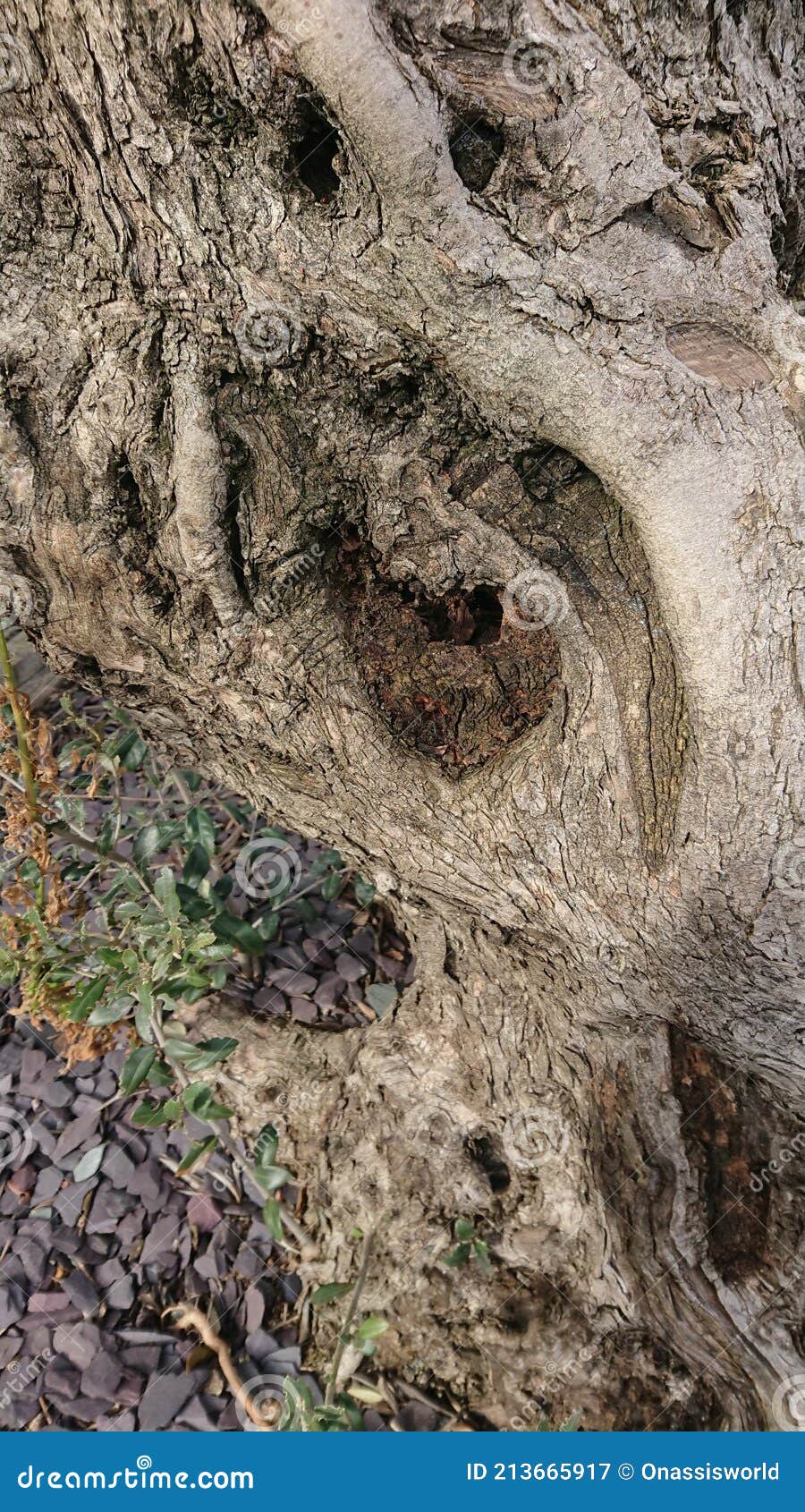 Forest Tree Bark Closeup Backgrounds Nature Textures Stock Image ...