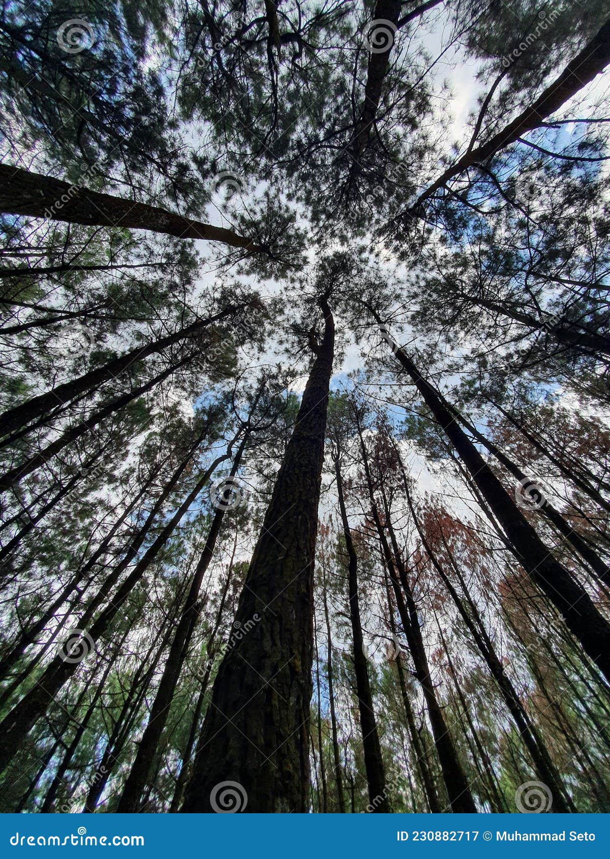 Forest Tree bars stock image. Image of trees, forest - 230882717