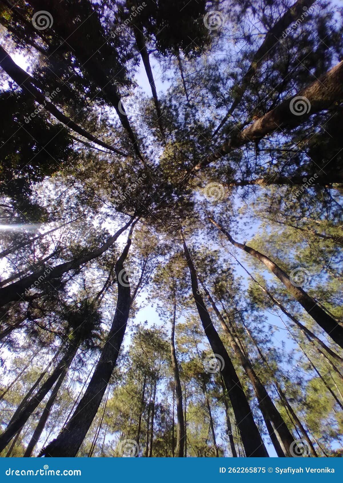 Forest Tree from Below in the Afternoon Stock Image - Image of leaf ...