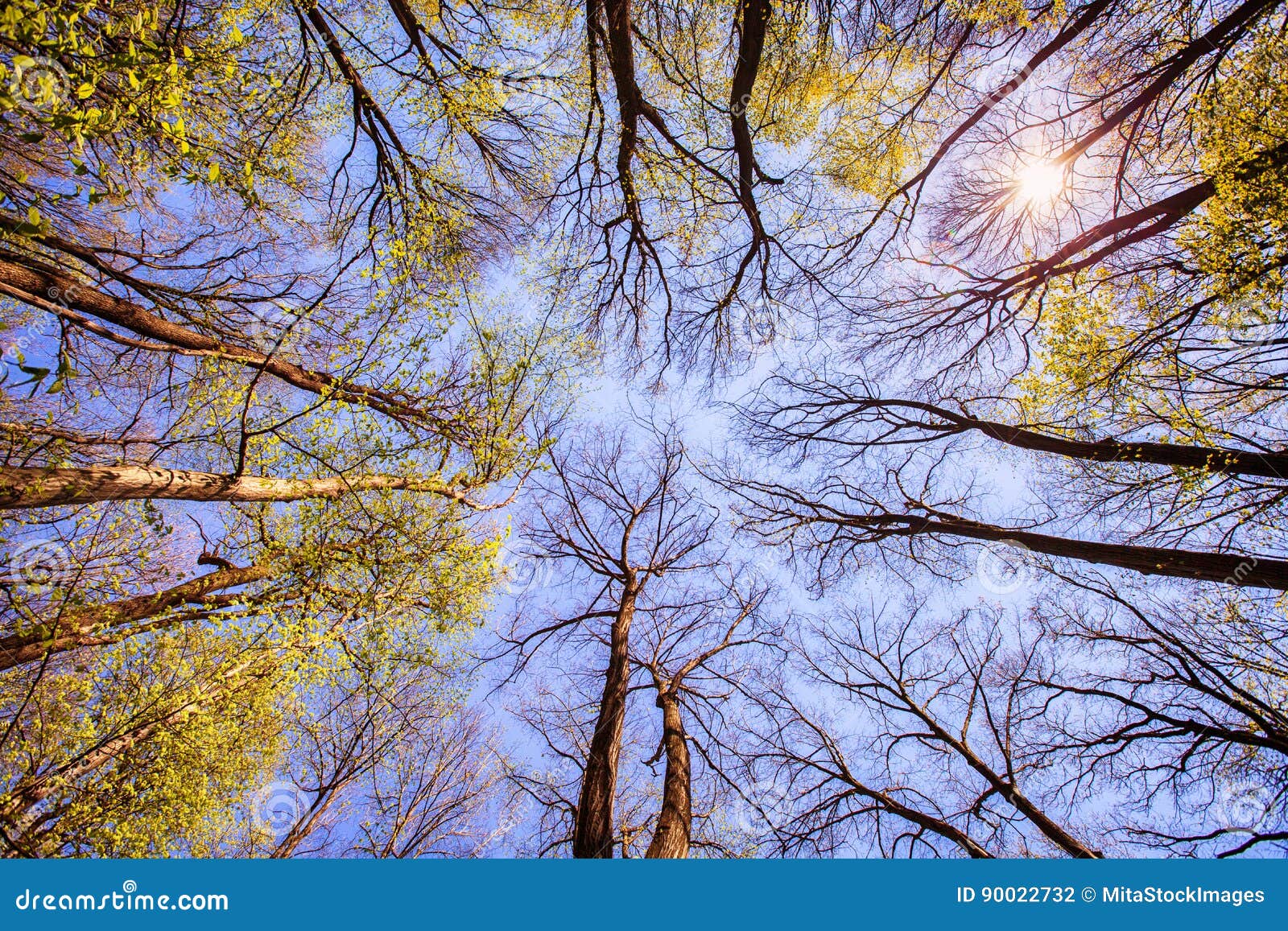 Forest Tree Branches Blue Sky Stock Photo - Image of looking ...