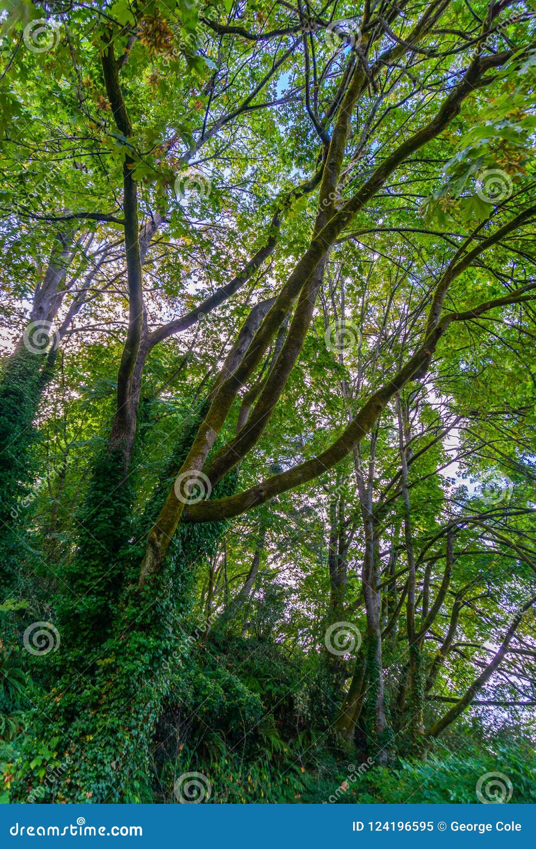Forest Tree Branches stock image. Image of outdoors - 124196595