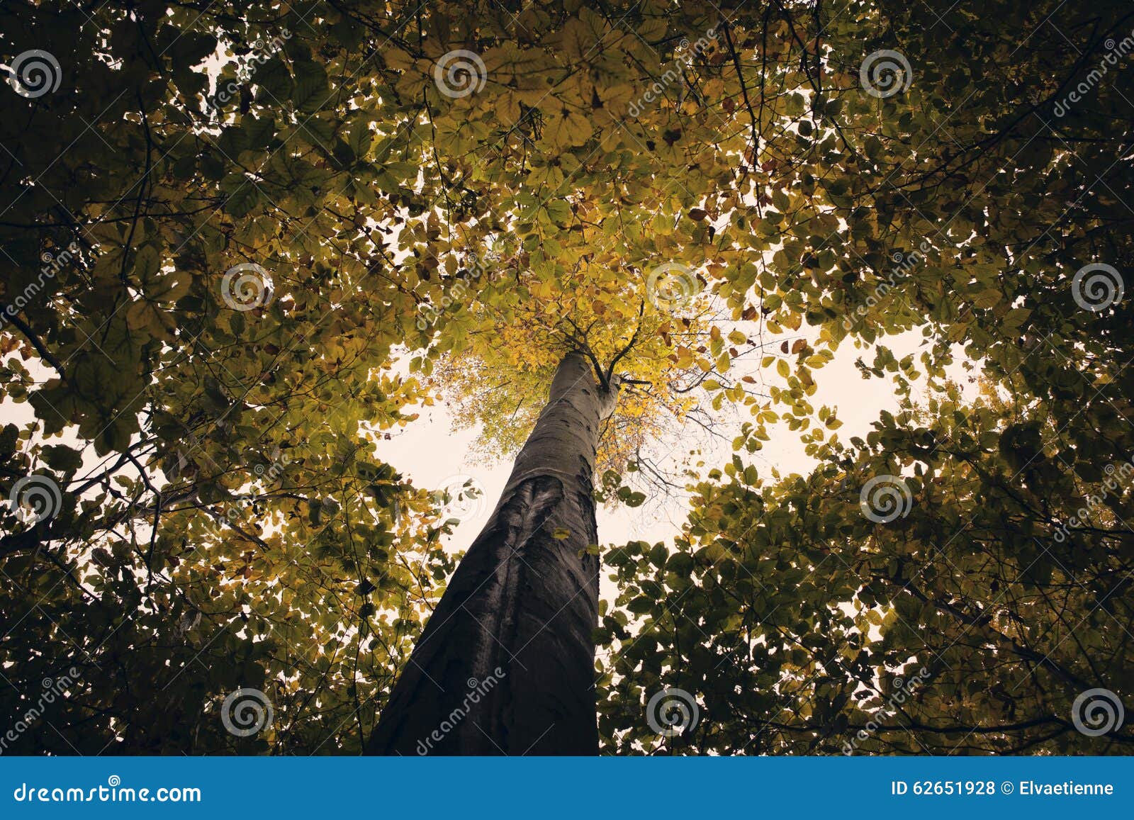 Forest Tree Canopy in Autumn Stock Photo - Image of europe, horizontal ...