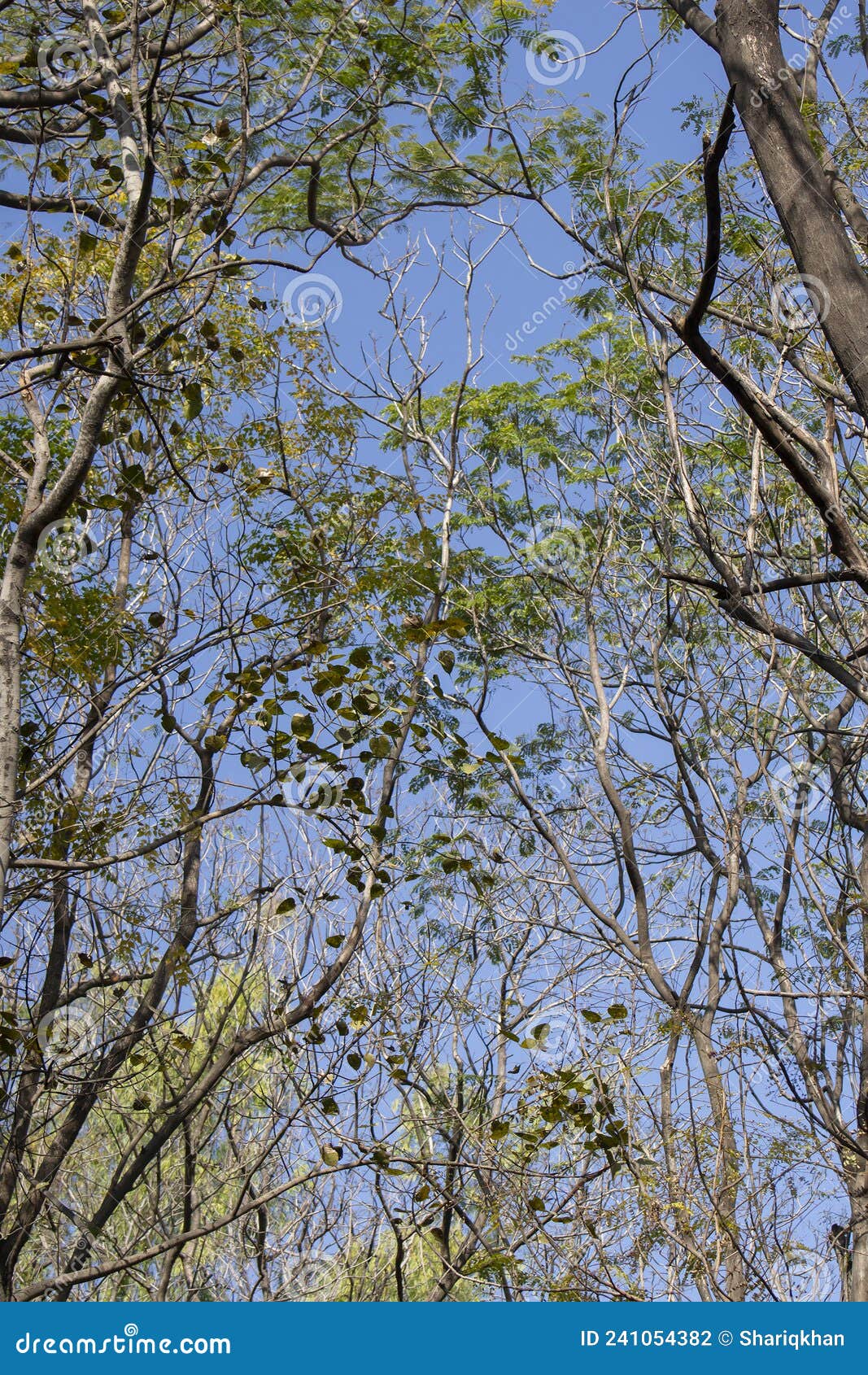 Forest Tree Canopy from Below Stock Photo - Image of branches, showing ...
