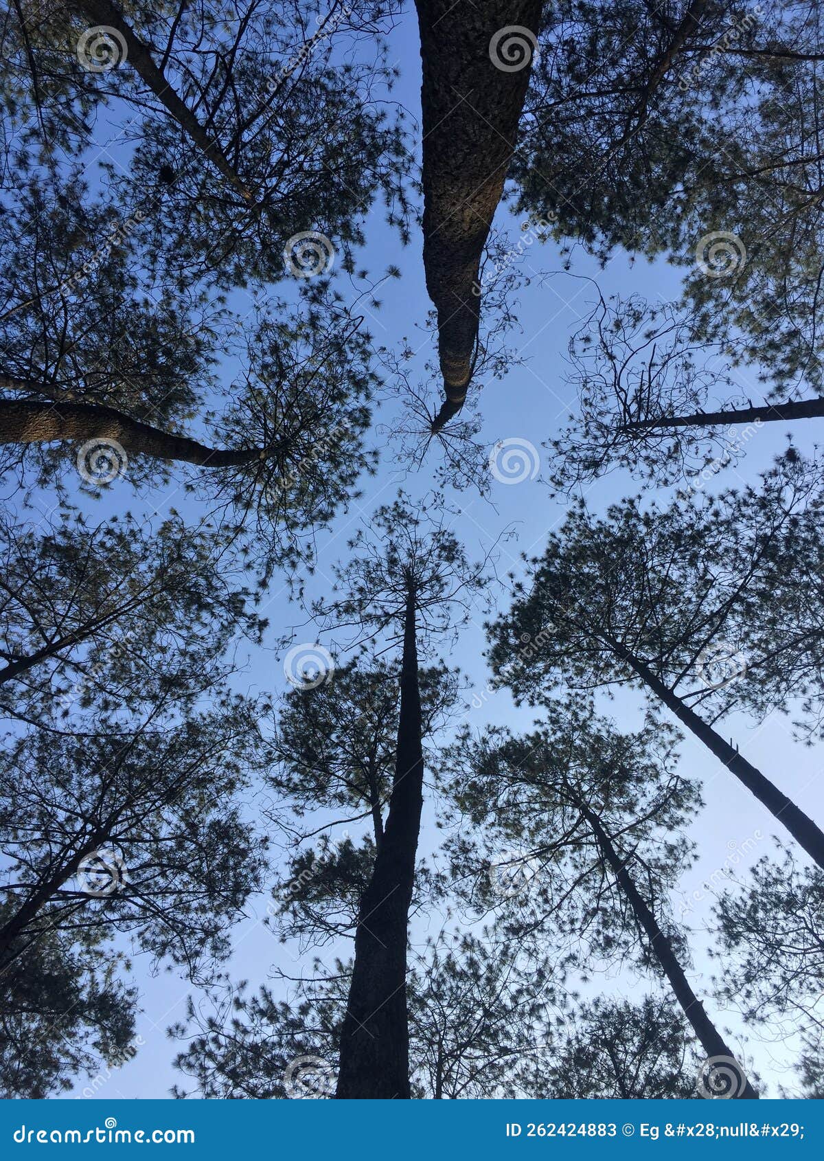 Forest stock image. Image of nature, forest, cemara - 262424883