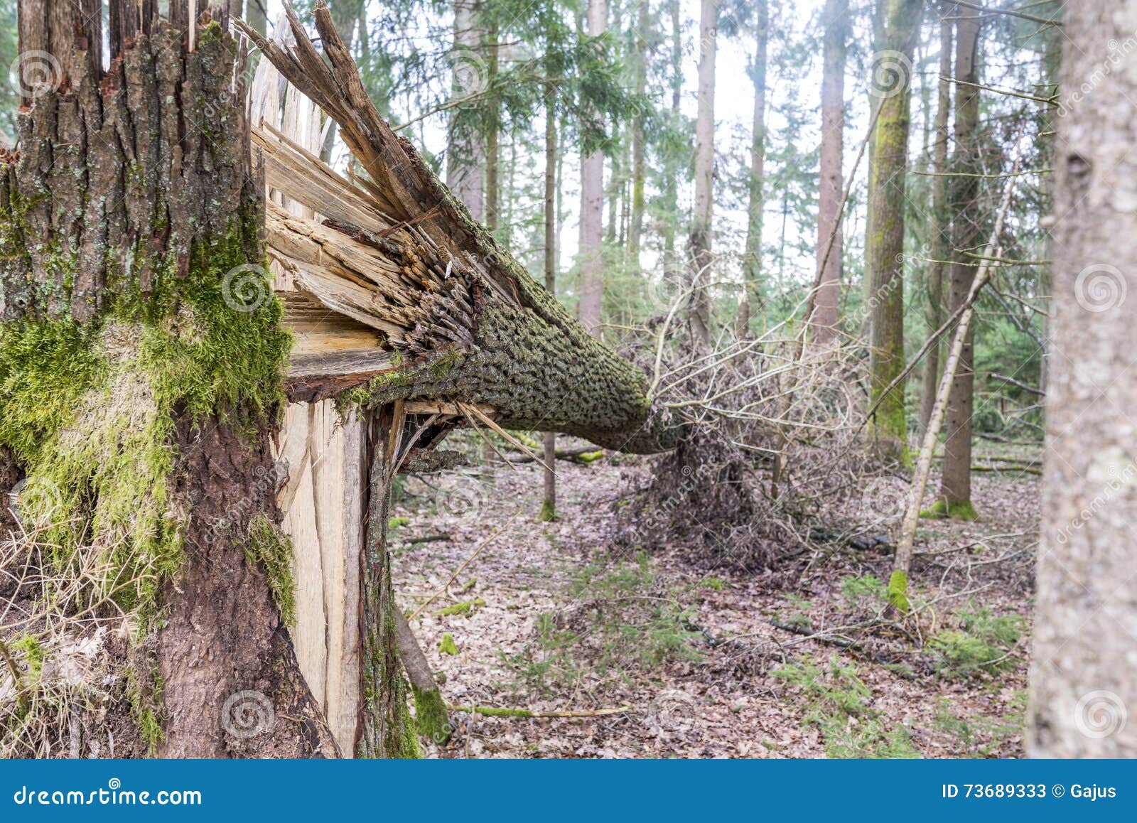Forest Tree Felled in a Storm Stock Image - Image of dead, broken: 73689333