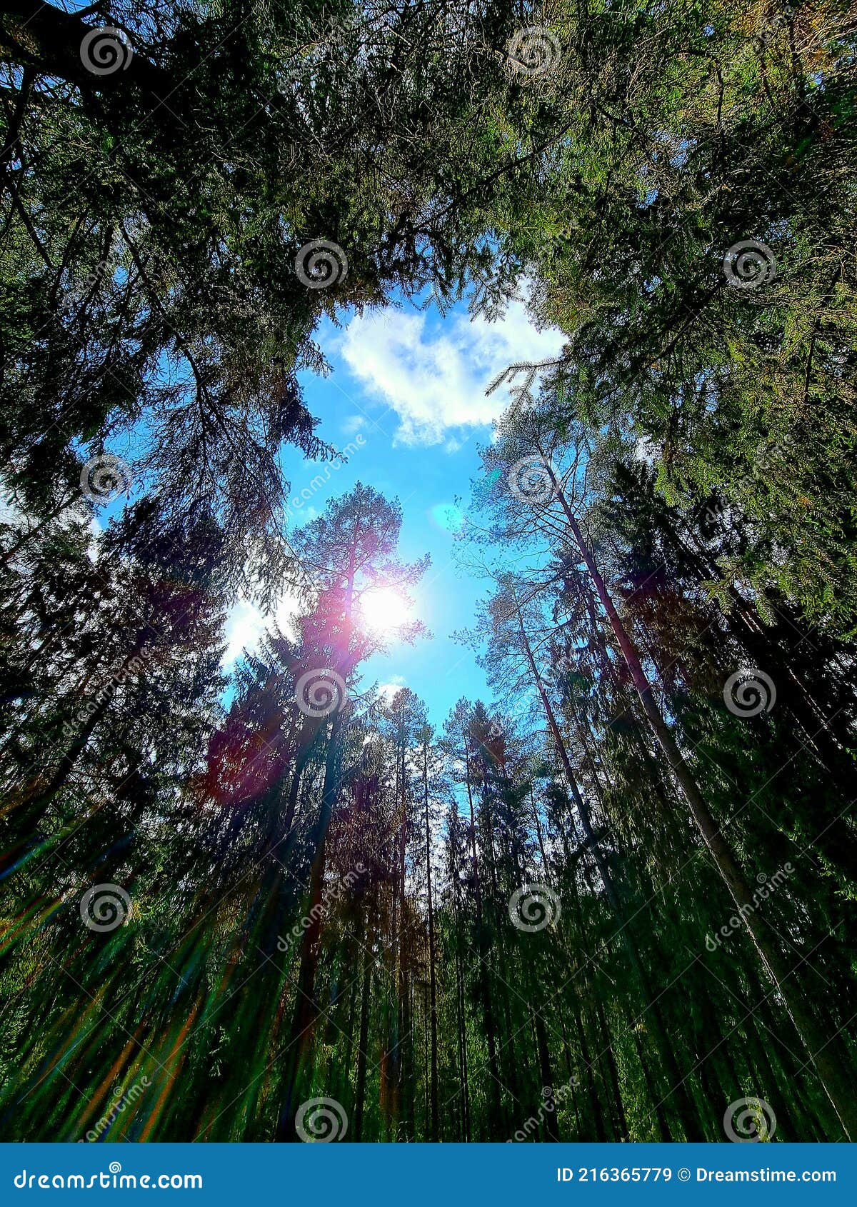 Forest Tree Forests Nice Wilde Stock Image - Image of wilde, green ...