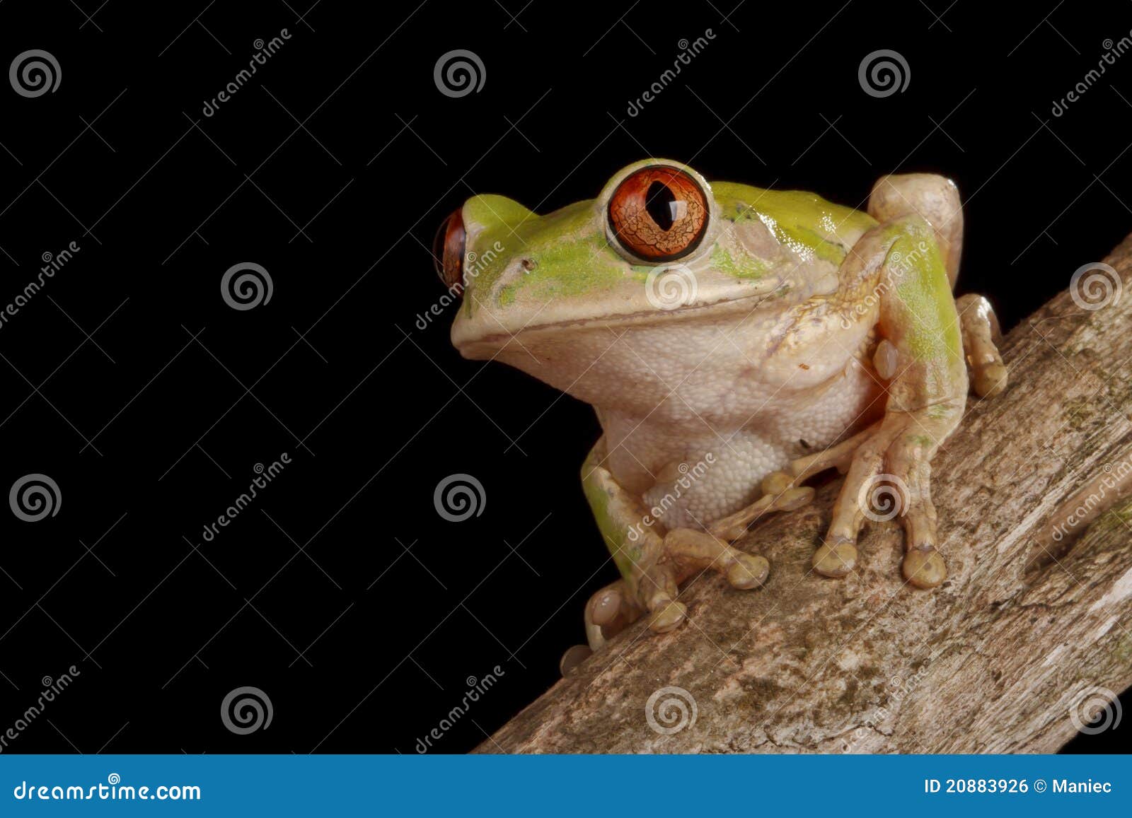 Forest Tree Frog stock photo. Image of animal, toad, amphibia - 20883926