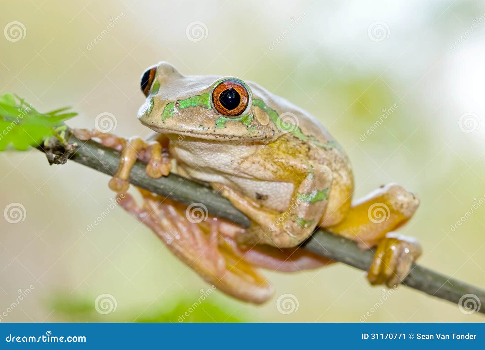 Forest Tree Frog (Leptopelis Natalensis) Stock Image - Image of ...