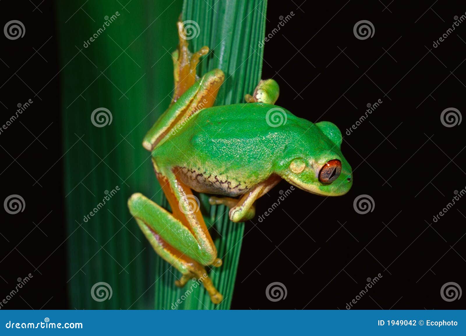 Forest Tree Frog, South Africa Stock Photo - Image of african ...
