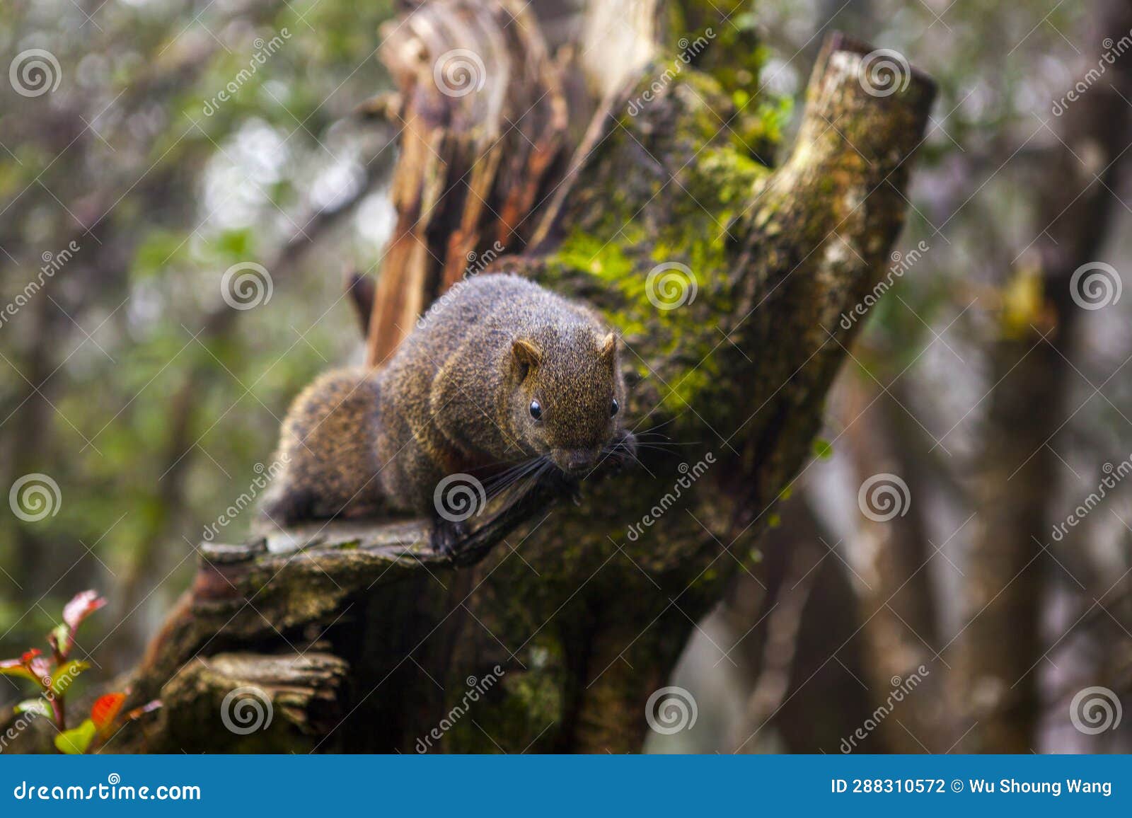 Forest, Tree, Furry, Cute, Squirrel Stock Photo - Image of outskirts ...