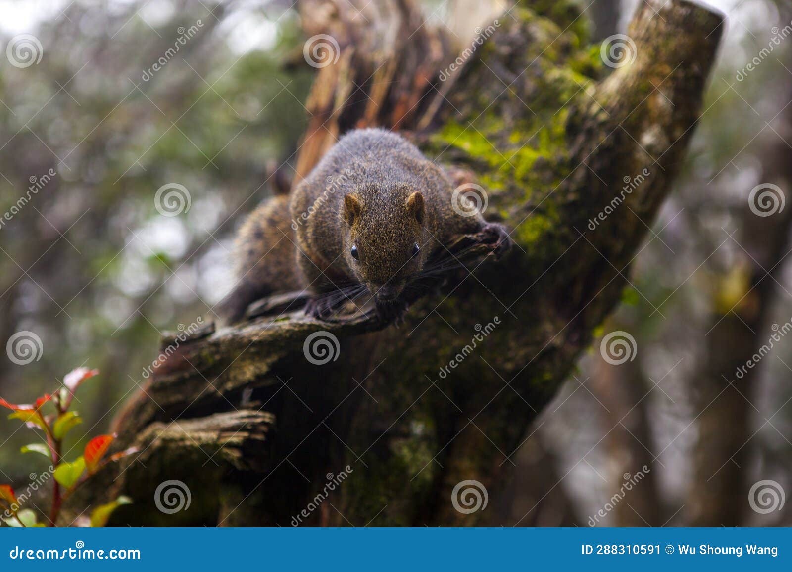 Forest, Tree, Furry, Cute, Squirrel Stock Image - Image of walking ...