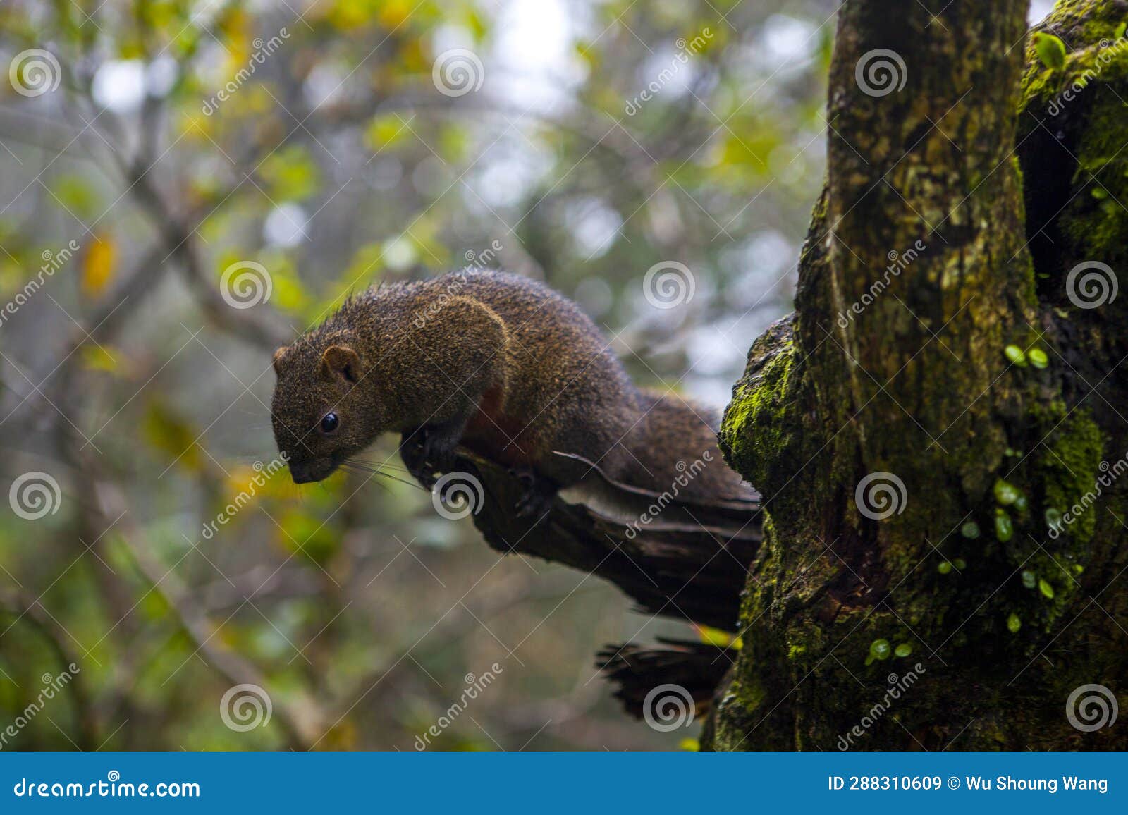 Forest, Tree, Furry, Cute, Squirrel Stock Image - Image of mountain ...