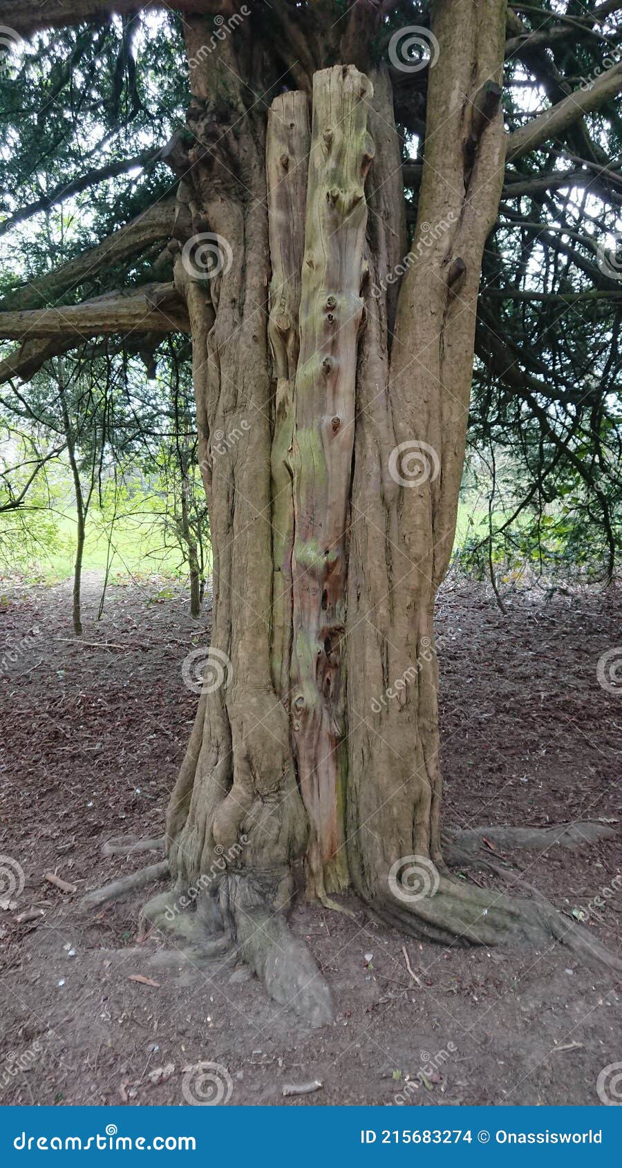 Forest Tree Growing within a Tree Stock Photo - Image of forests, wood ...
