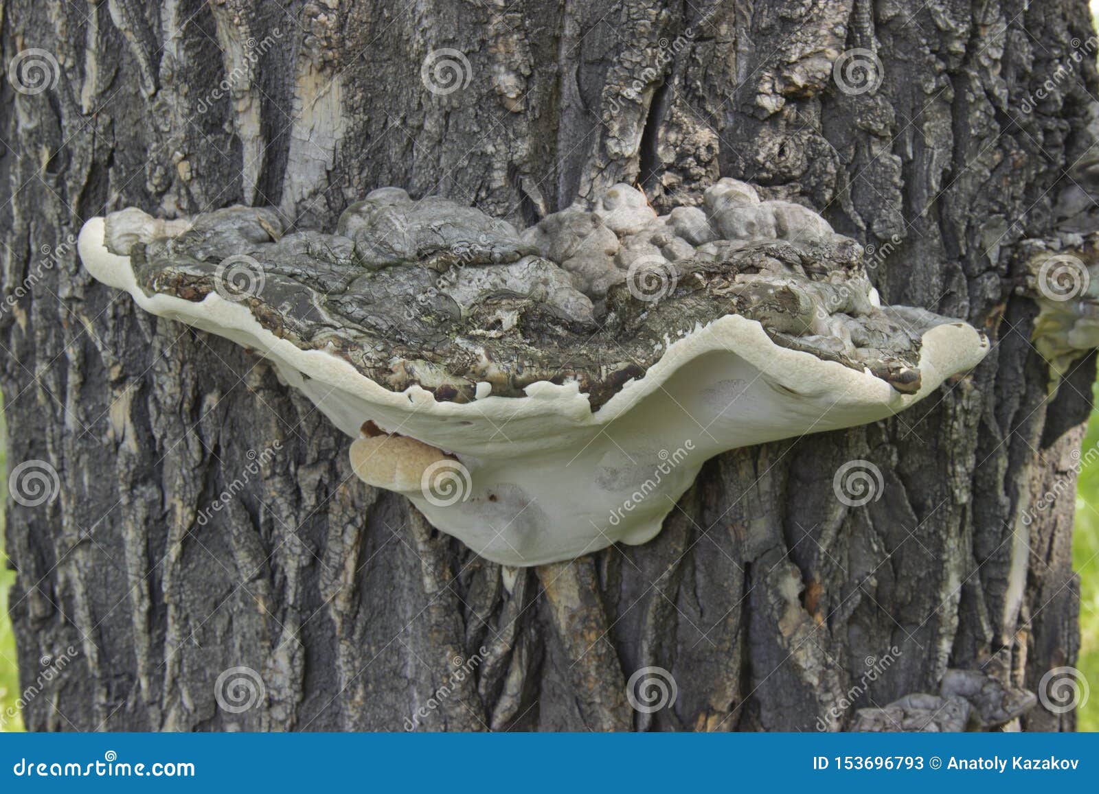In the Forest on the Tree Grows the Mushroom Chaga Stock Image - Image ...