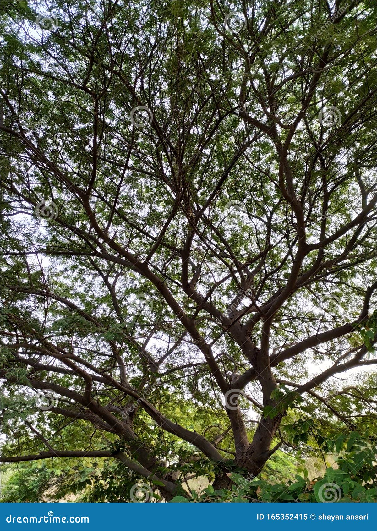 Forest Tree Hd Images in India Maharashtra Stock Image - Image of ...