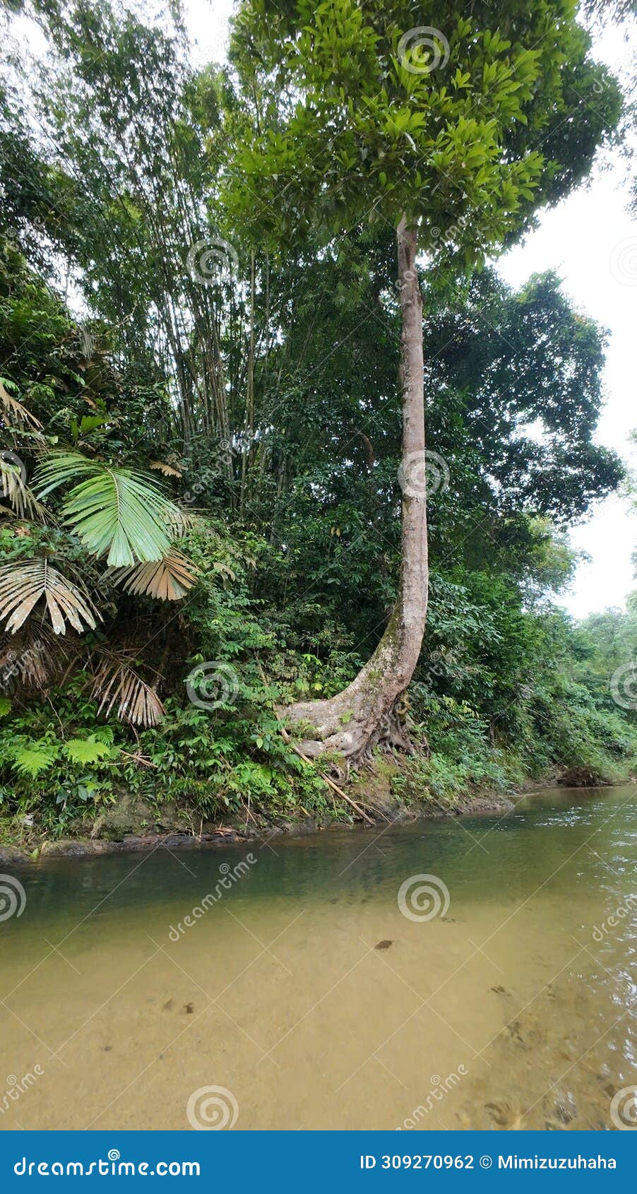 Forest Tree with J Shape beside a River in Selangor Malaysia Stock ...