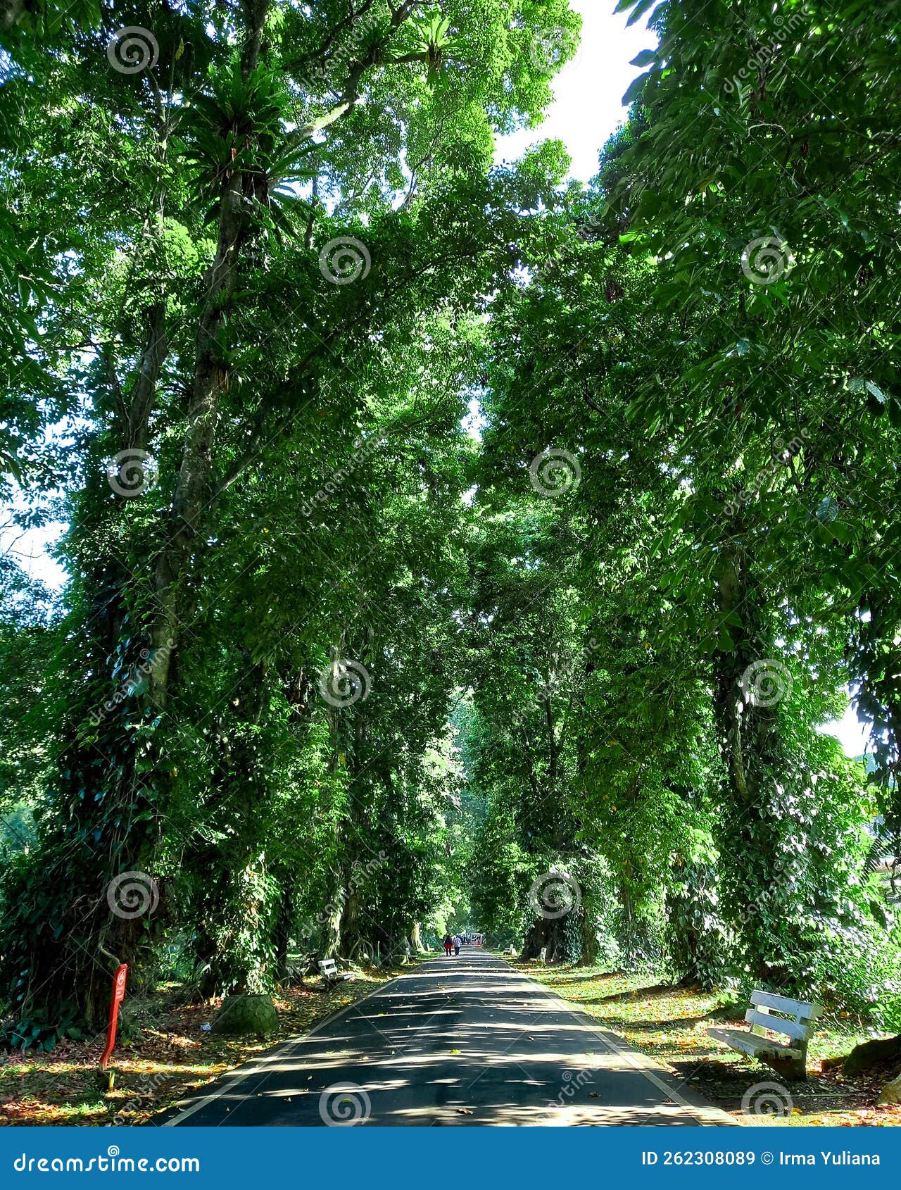 Forest Tree at Kebon Raya Bogor, Indonesia Stock Image - Image of ...