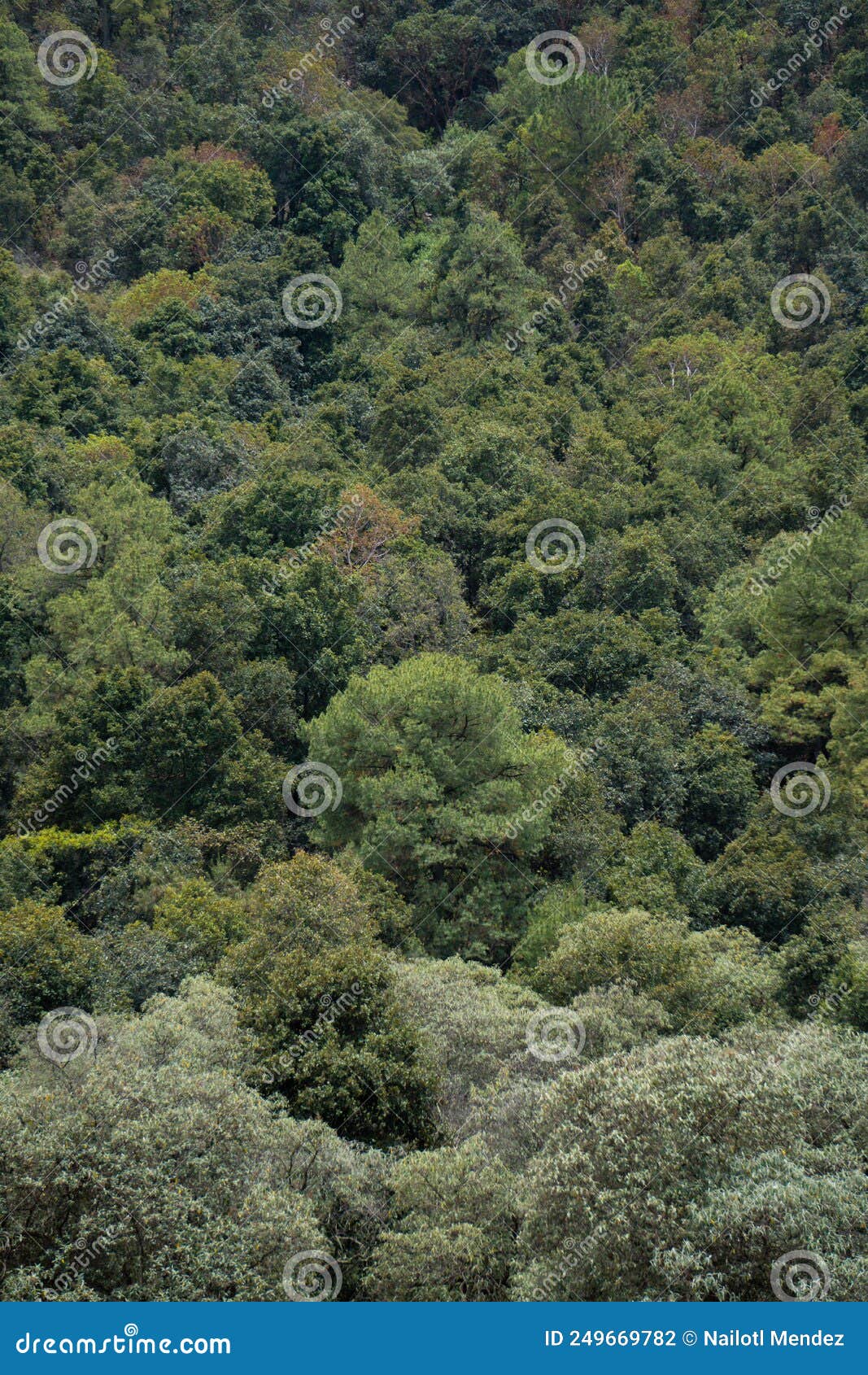 Forest and Tree Landscape Texture Abstract Background Stock Photo ...